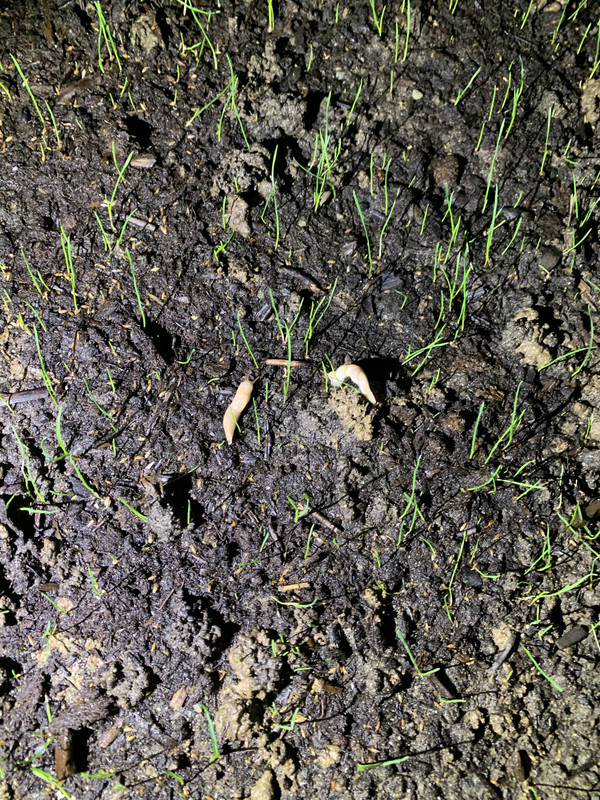 What's the best way to control grubs during reno? (It's actually slugs ...