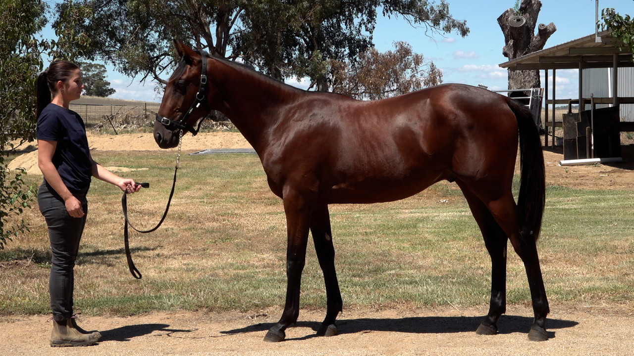 News Article - Australian Harness Racing