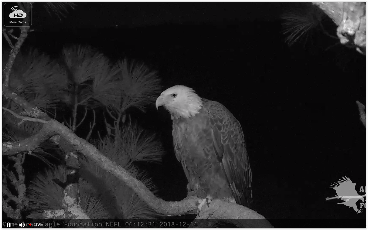 Screen Shot 12 16 18 at 12 13 PM 001 — Postimages