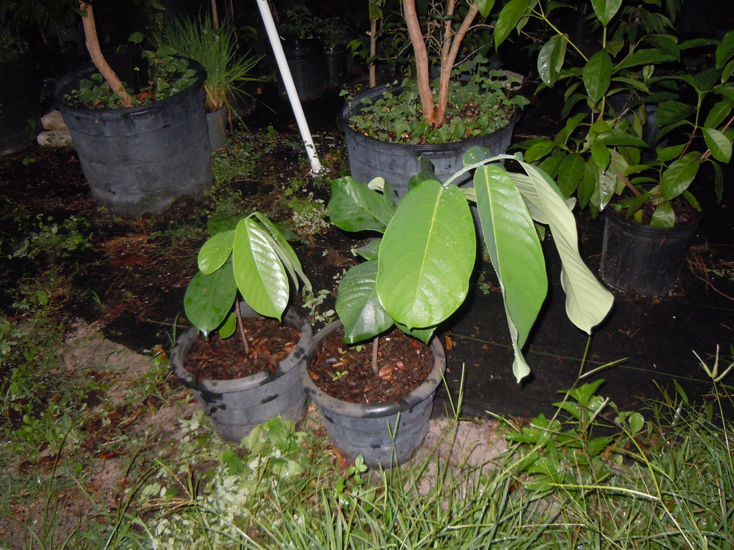 DSCN0467 — Postimages