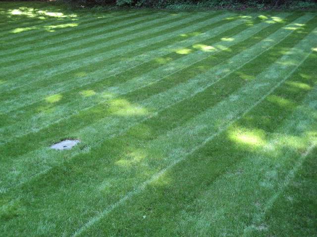 Options for Damp Heavily Shaded Area? | Lawn Care Forum