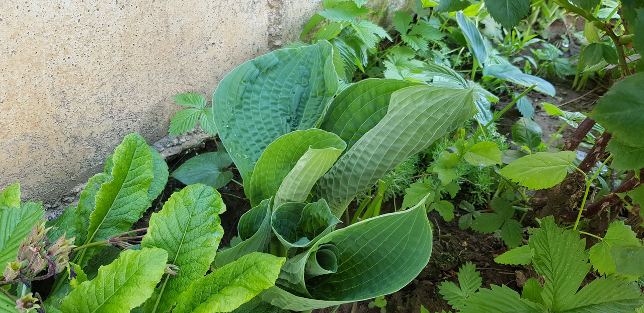 Хоста /Hosta /Функия - Страница 105 - Форум HobbyKafe.com