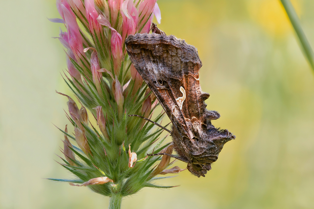 Autographa gamma - www.photomacrography.net