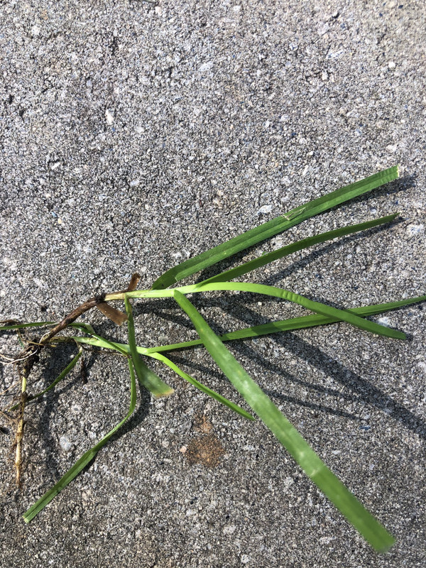 Light colored grass? | Lawn Care Forum
