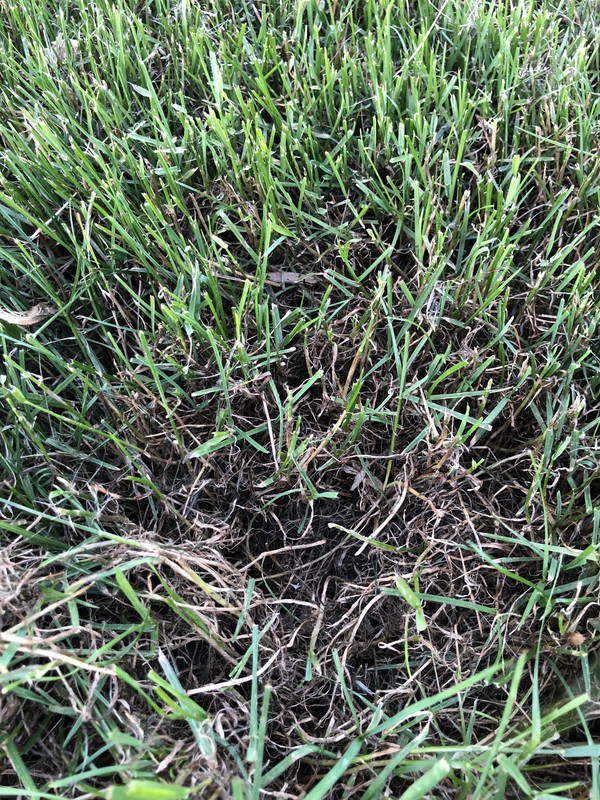 Stalky Perennial Ryegrass | Lawn Care Forum