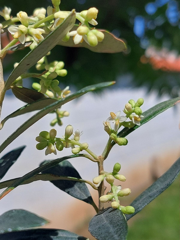 0 02 05 77b626c2e17d8f39dea6ed51e3a498913a126645007b8ea2e0860a61065b9605 43f109893112a302 1 ...