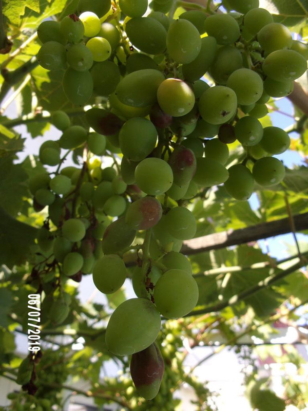 252 8594 — Postimages