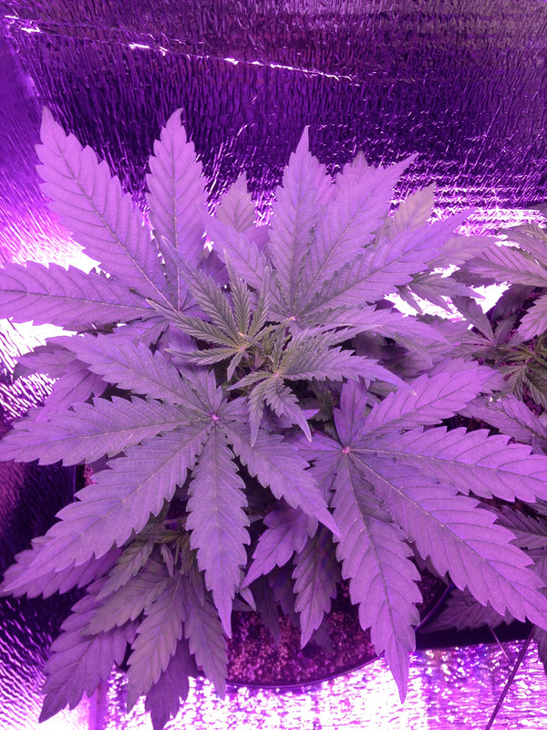 IMG 6875 — Postimages