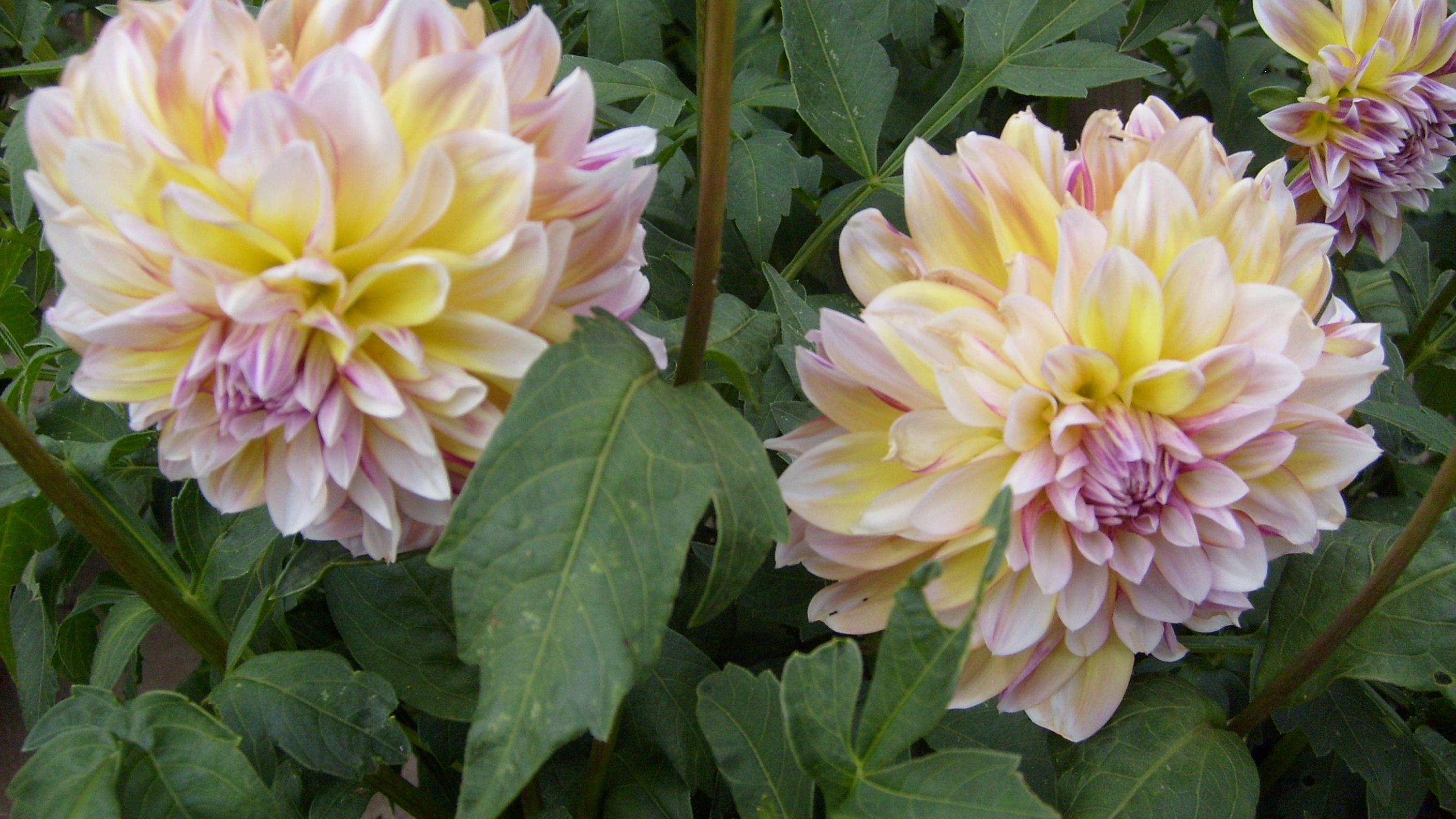 S6302246 — Postimages