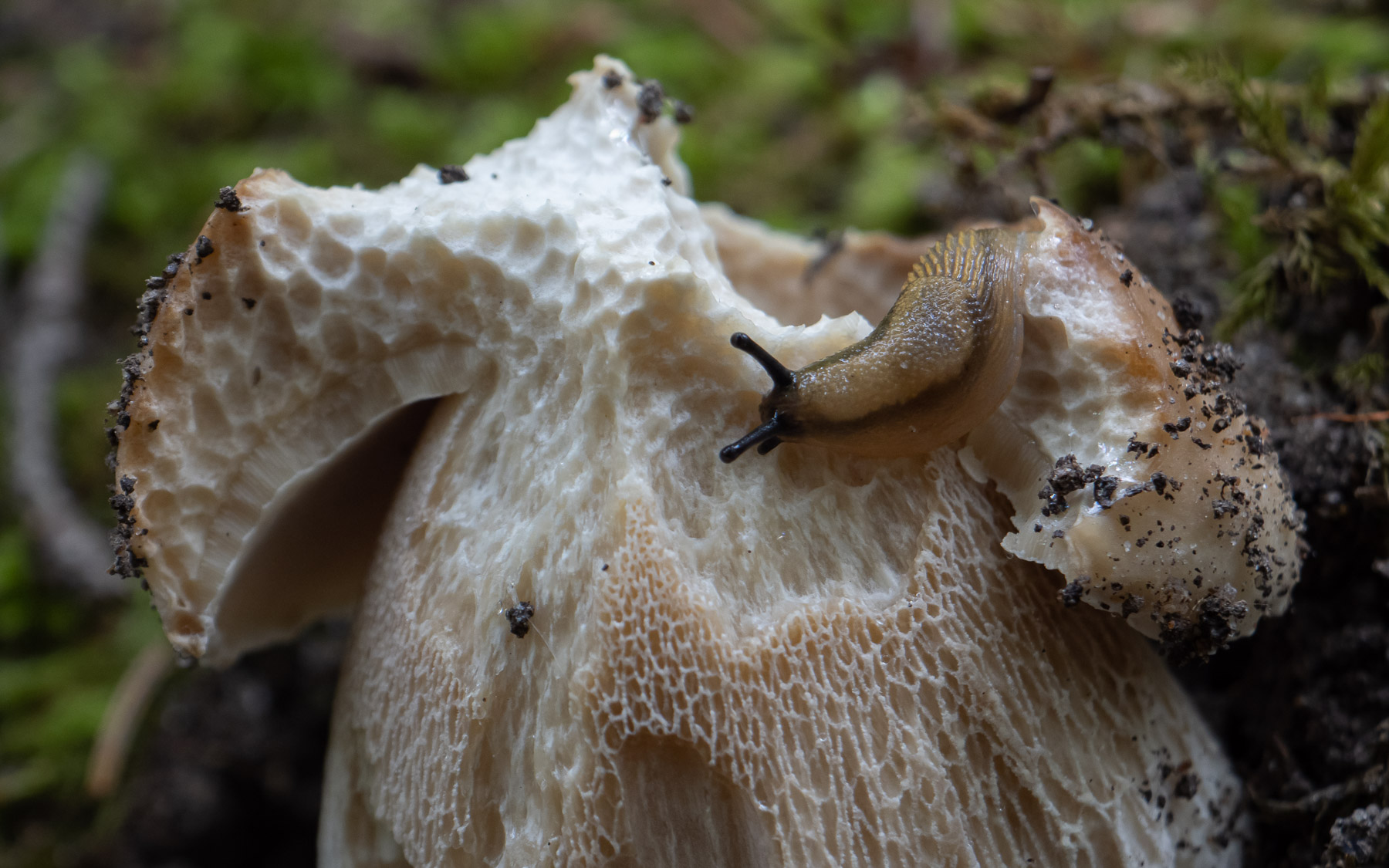 slug 1 — Postimages