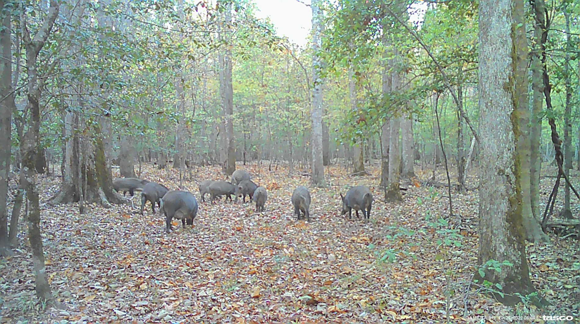 E561 E36 B 6884 4 E12 B9 EF D4 B0 B74 B77 BB — Postimages