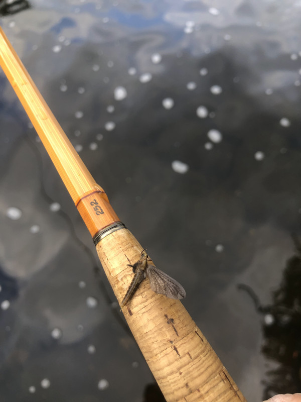 IMG 6736 — Postimages