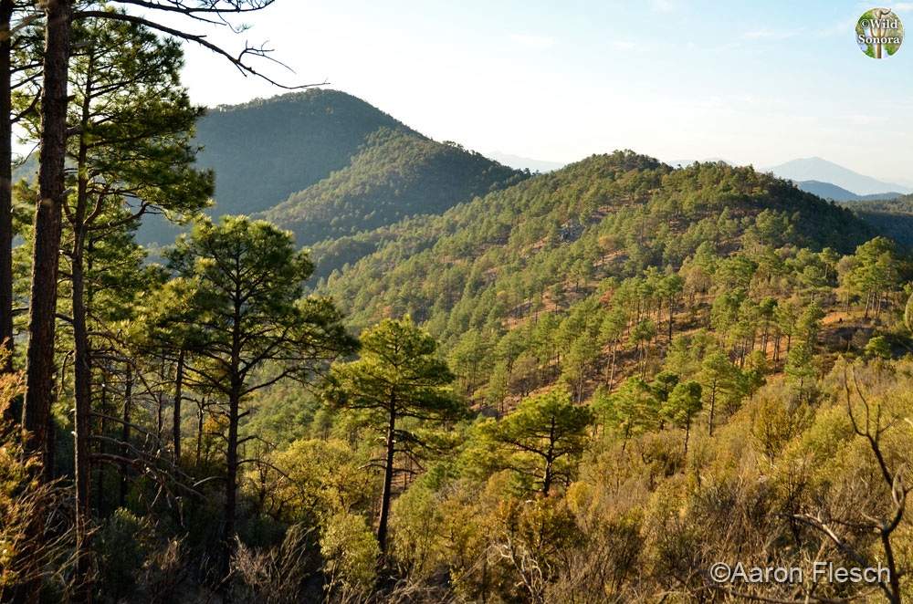 FOTOGRAFÍA | Bosques Templados | Page 296 | SkyscraperCity Forum