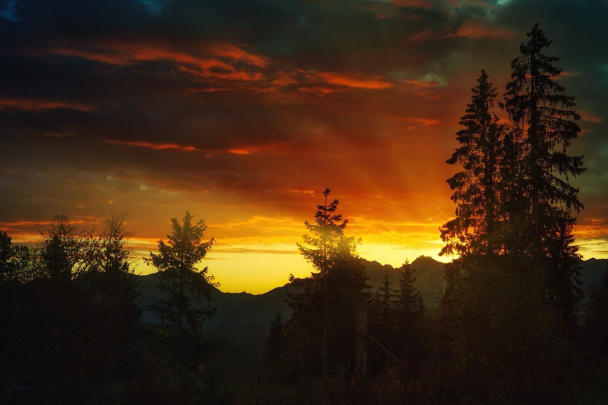 trees 8313093 1280 — Postimages