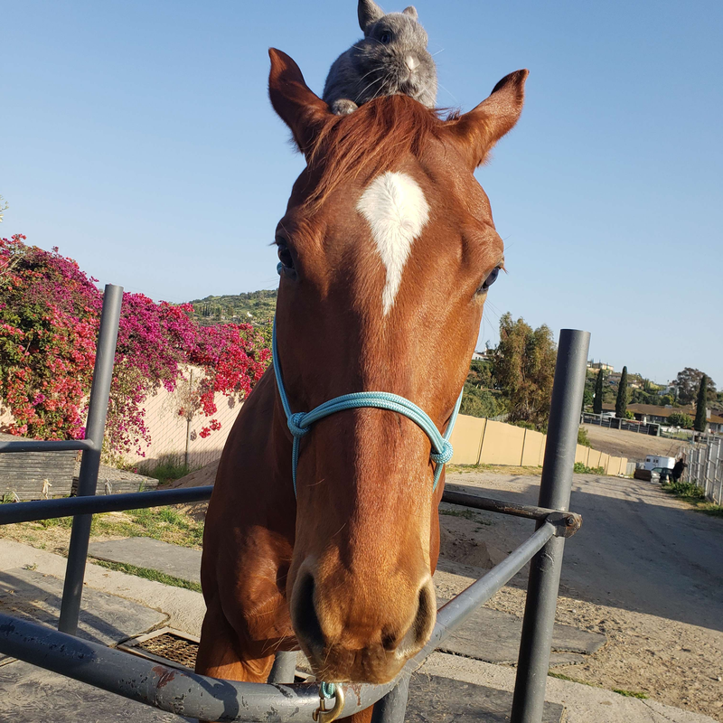 Horse Eden - Online Horse Game