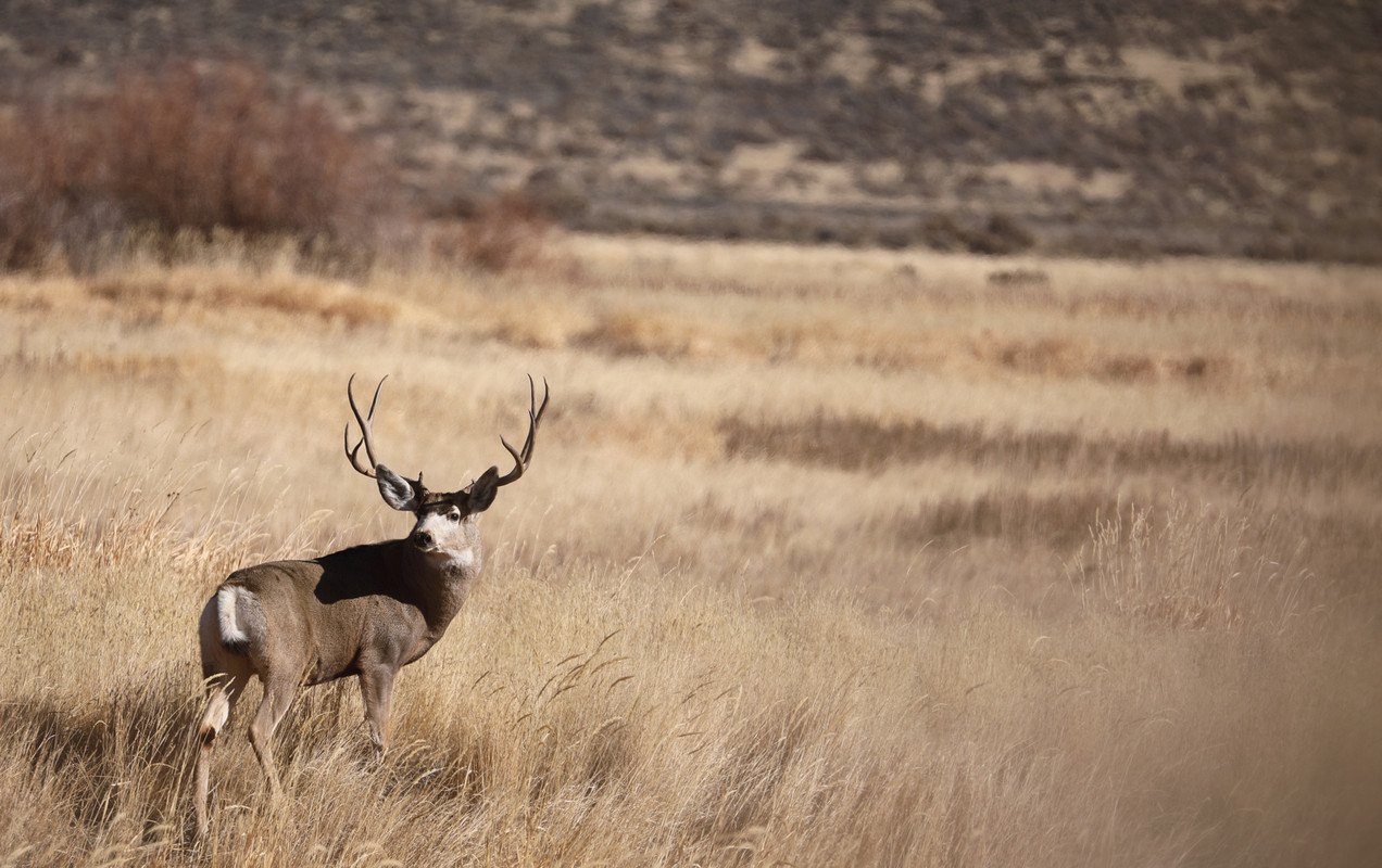 Cookie's 2018 mule deer run: pics - 24hourcampfire