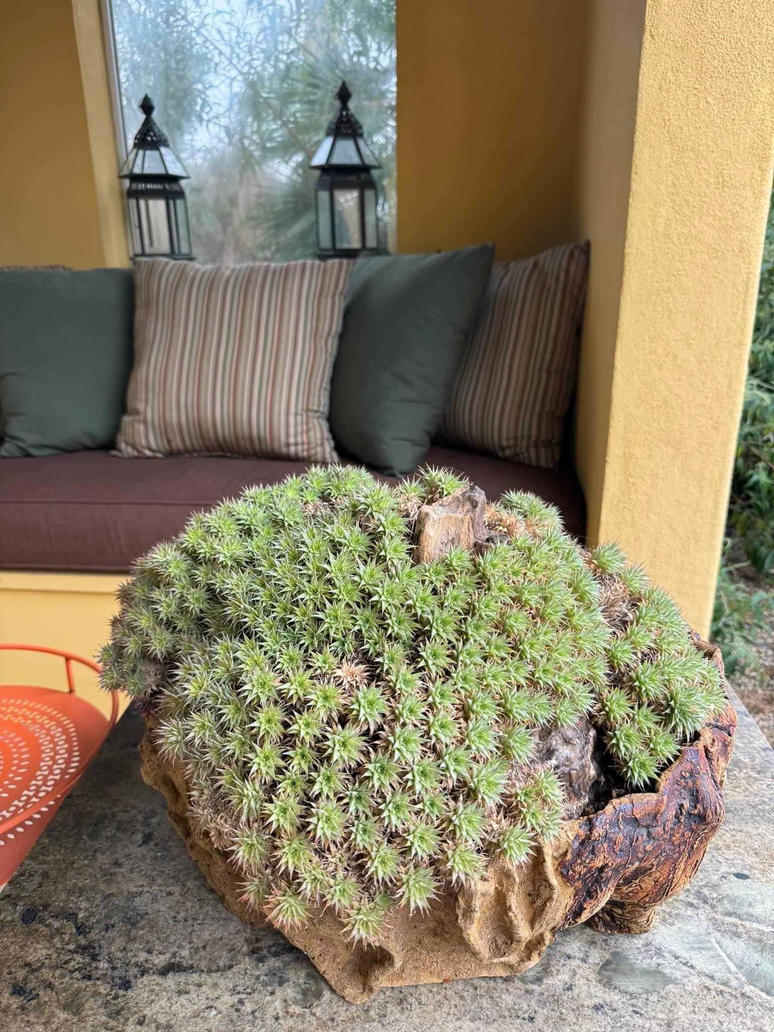 IMG 0559 — Postimages