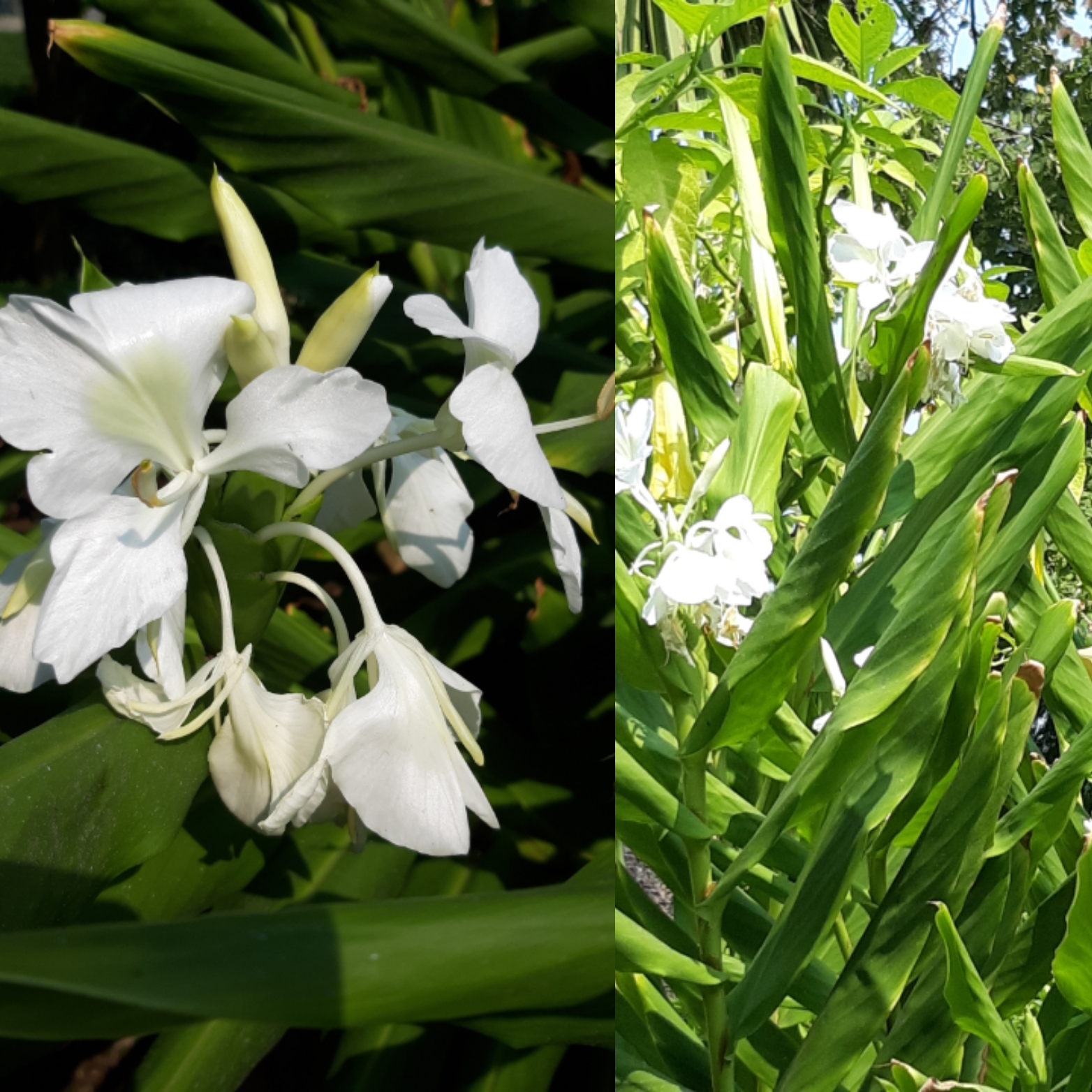 IMG 20201002 140826 — Postimages