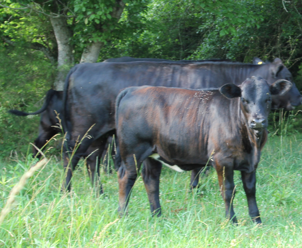 Image — Postimages