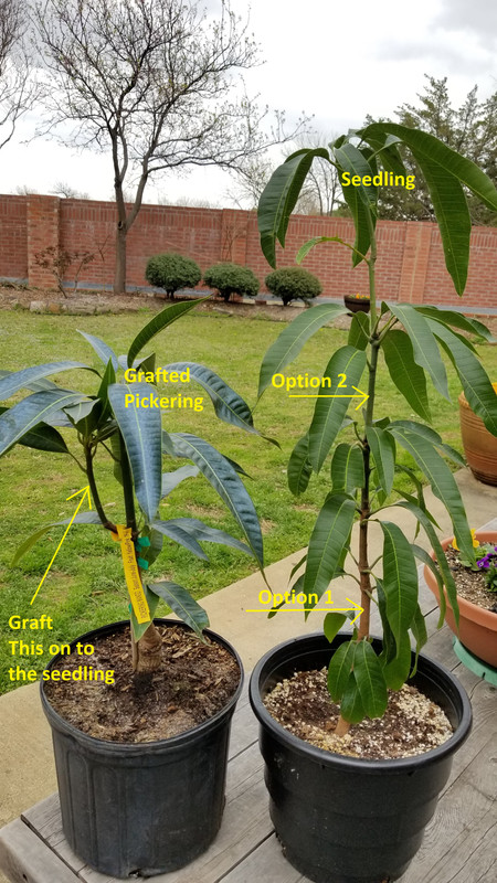 Grafting Pickering — Postimages