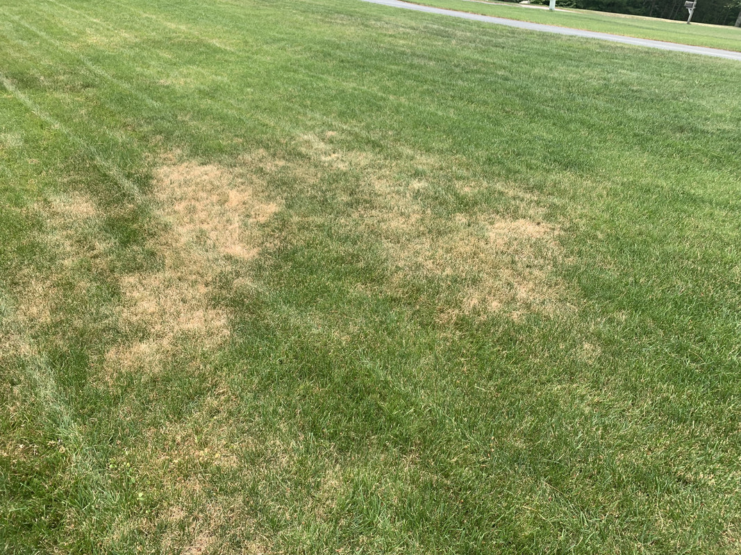 Dead lawn | Lawn Care Forum