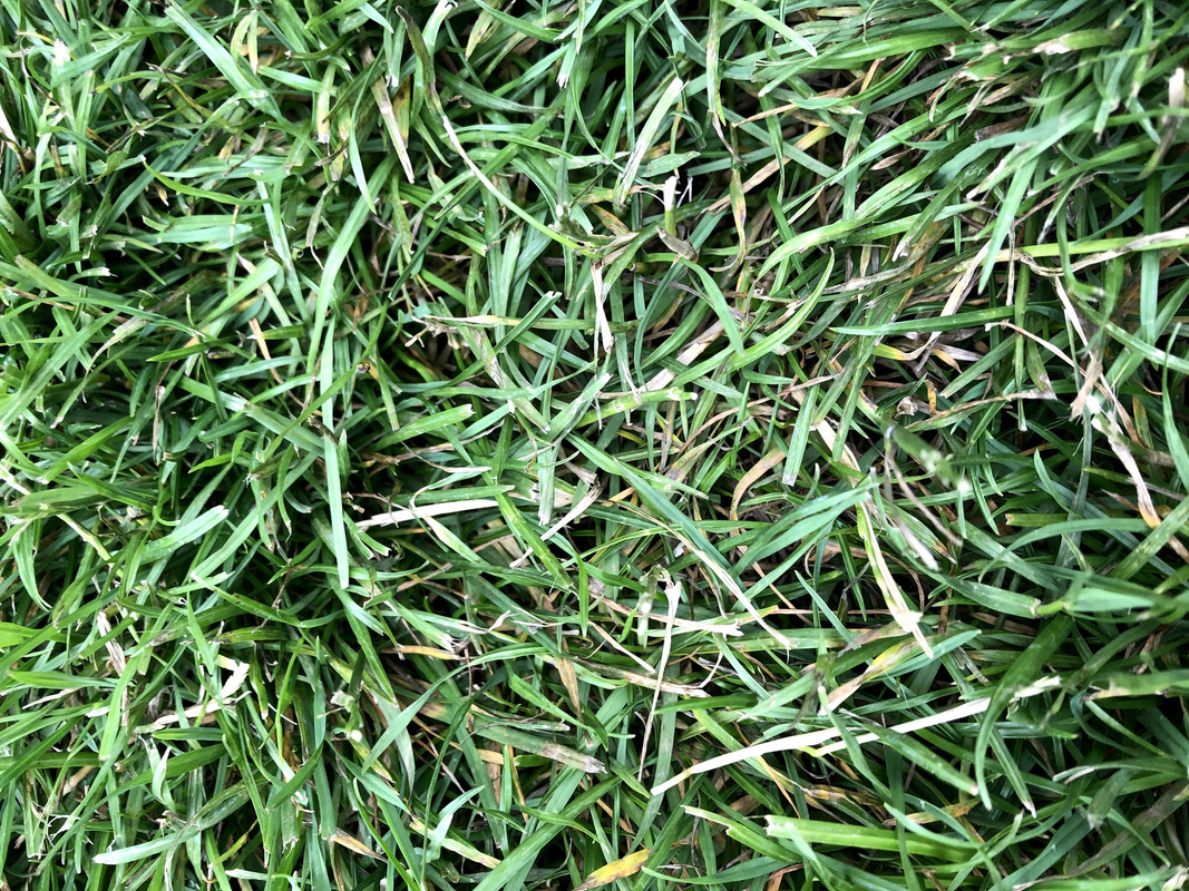 Grass turning yellow with dry tips | Lawn Care Forum