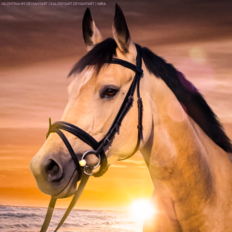 Horse Eden : Two Stable Sets | Closed