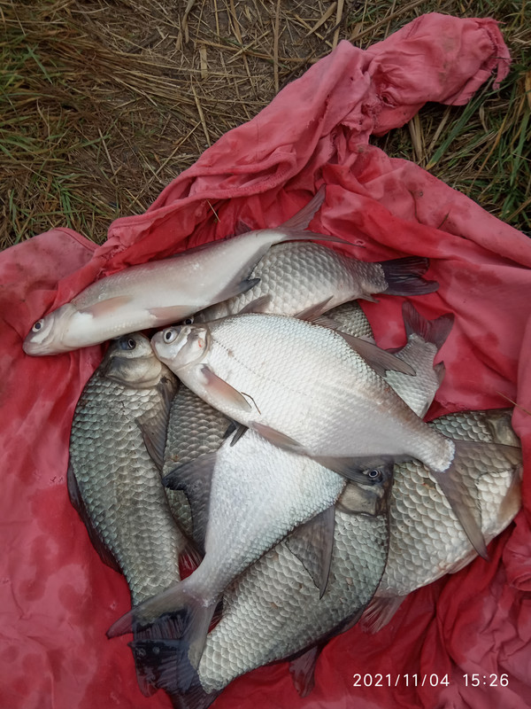 4 11 2021 136 — Postimages