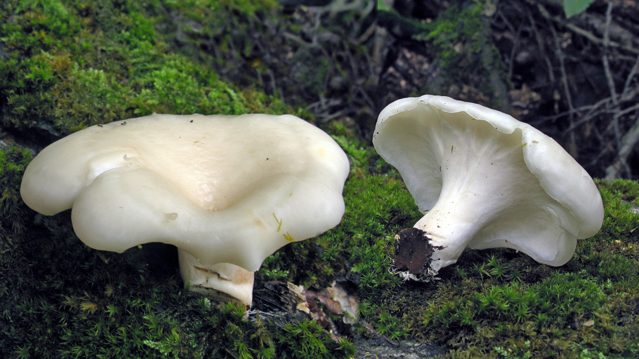 Albatrellus ovinus sp — Postimages