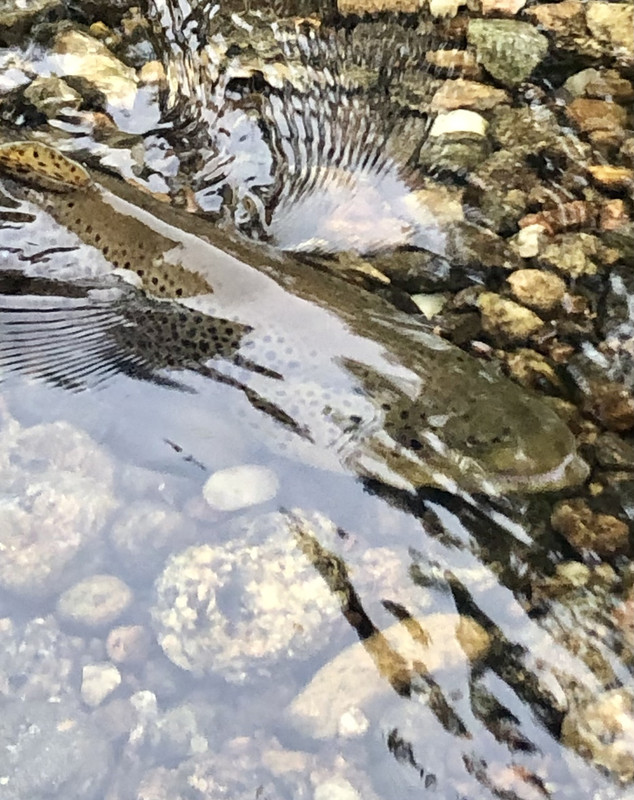 7 Af78165 266 F 4 Ab5 97 B5 A050 B689 E0 E6 Postimages