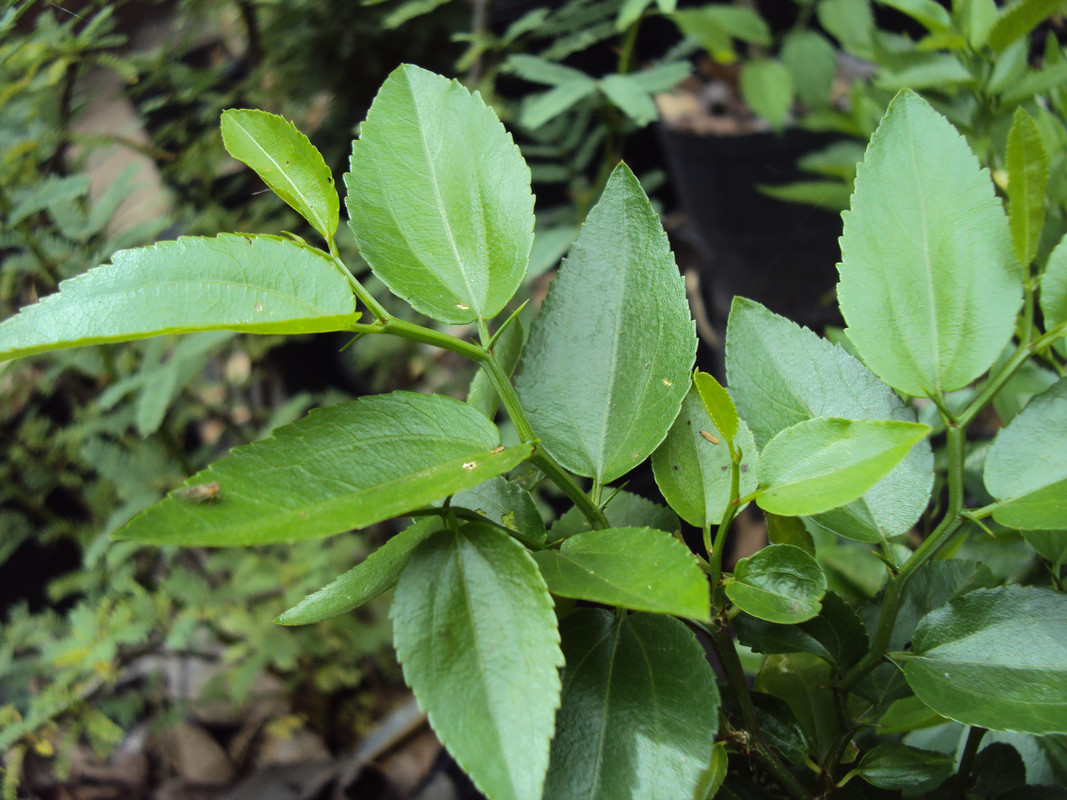 ziziphus mistol 000010603 — Postimages