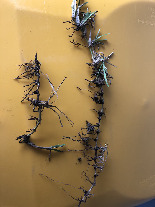 Take all root rot? | Lawn Care Forum