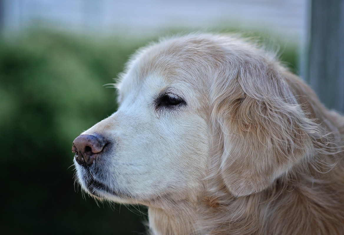 Just a couple shots from this afternoon. | Golden Retriever Dog Forums