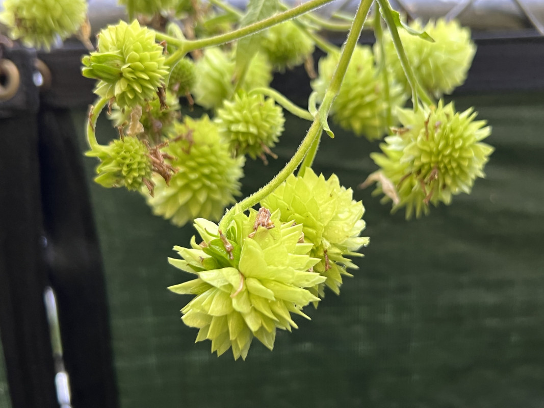 IMG 9448 — Postimages