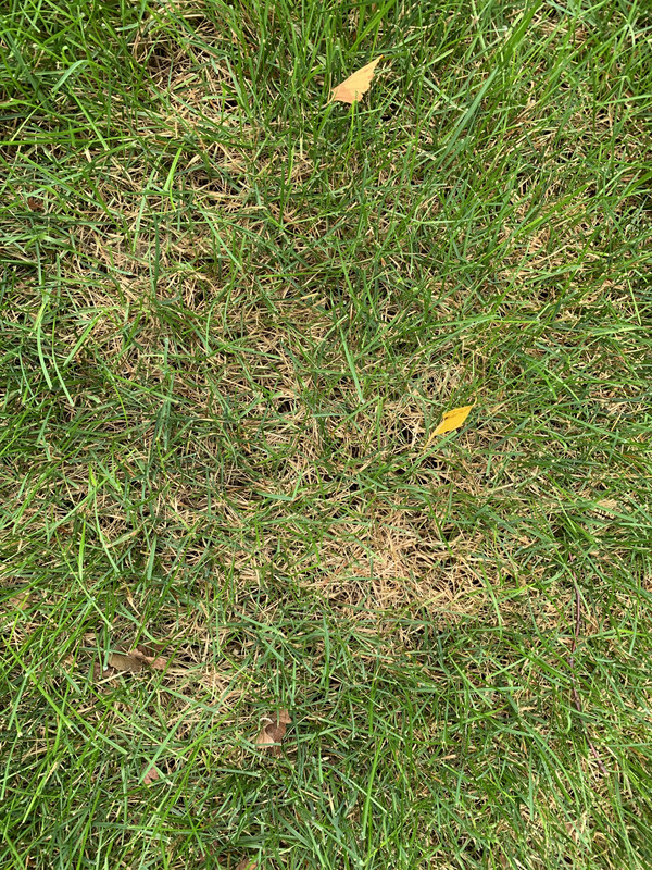 Browning growth/undergrowth, grubs, fungus, something else? | Lawn Care ...