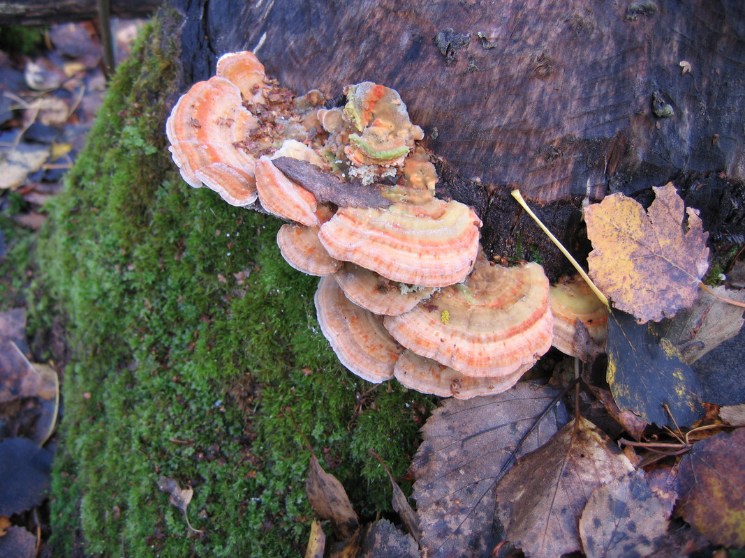 IMG 0016 — Postimages