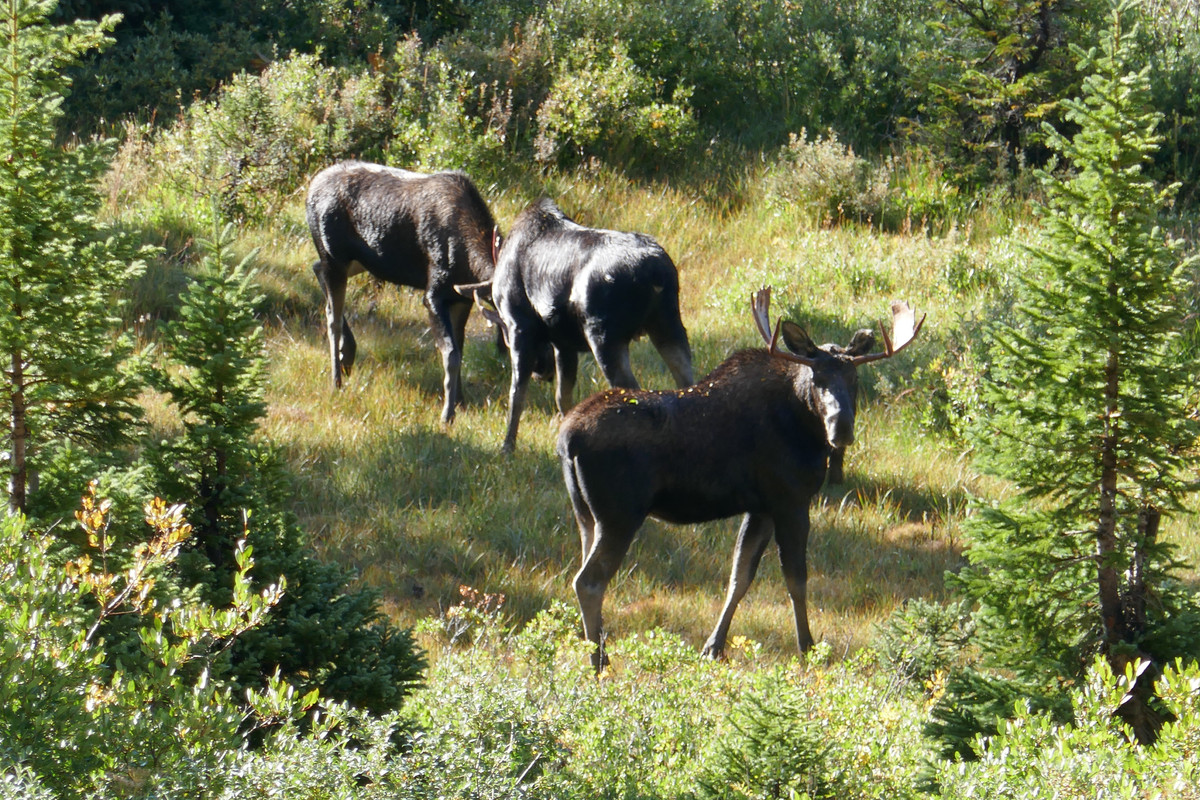 25 Feet From Sparring Bull Moose - 24hourcampfire