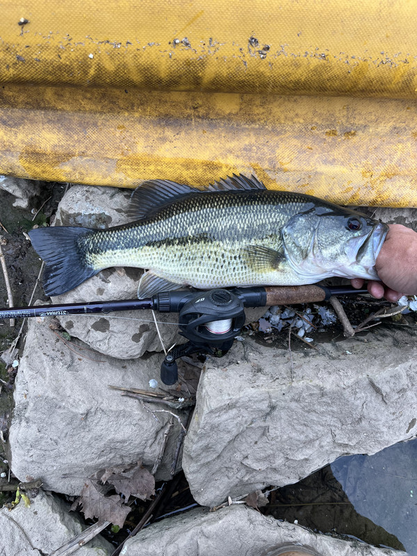 Latest Catch Pics Thread - Page 697 - Fishing Reports - Bass Fishing Forums