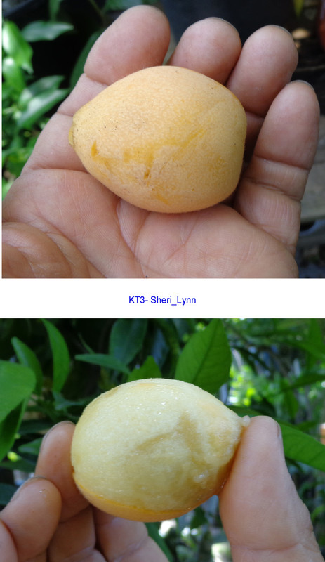 KT3 pic4 — Postimages