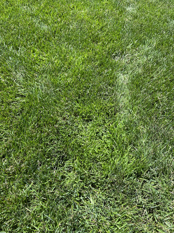 Joined the Poa Triv club. Now what? | Lawn Care Forum