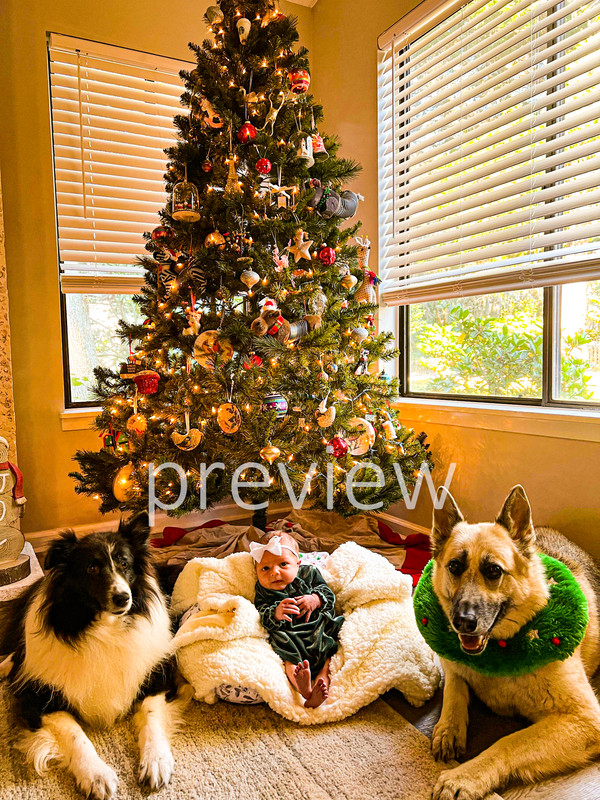 xmas tree — Postimages