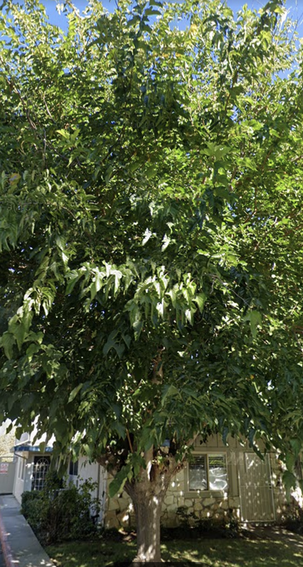 Another San Jose Mulberry Pollard : r/coppicing