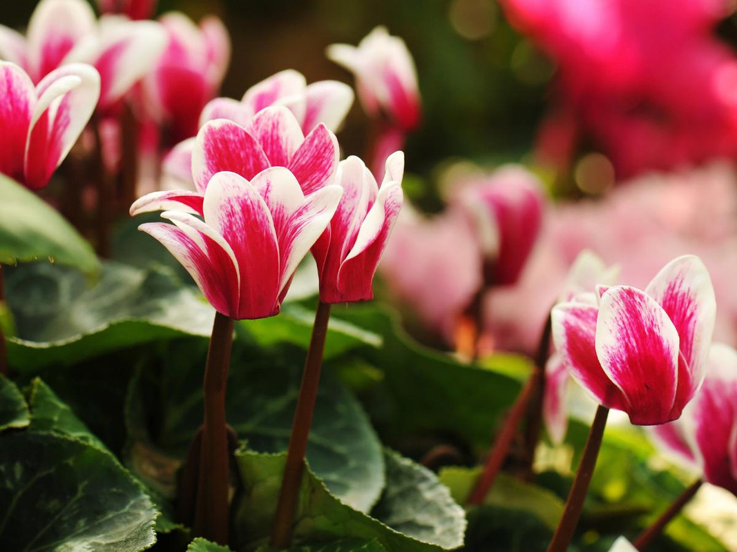 fiolek alpejski 2474189 — Postimages