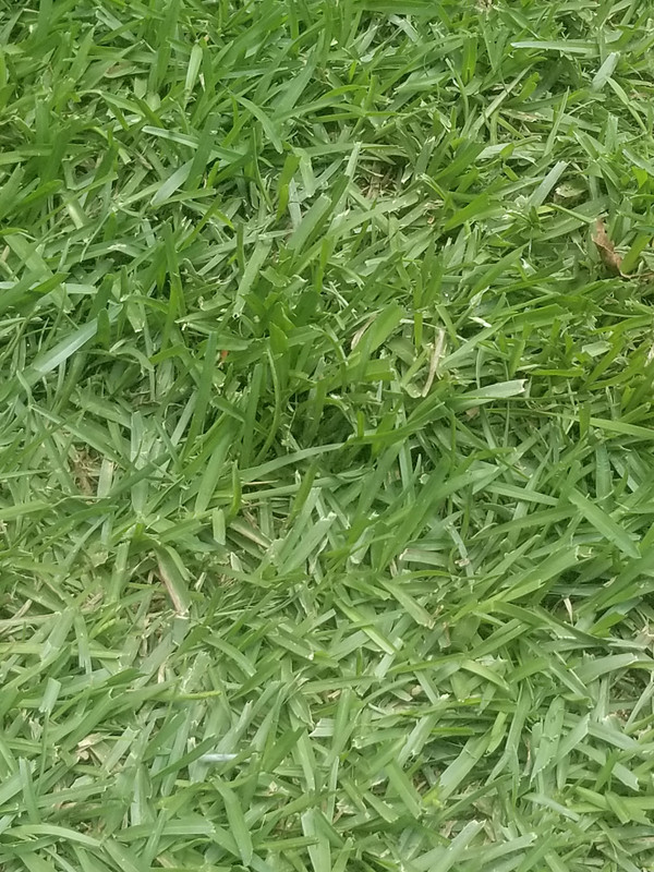 Grass ID | Lawn Care Forum