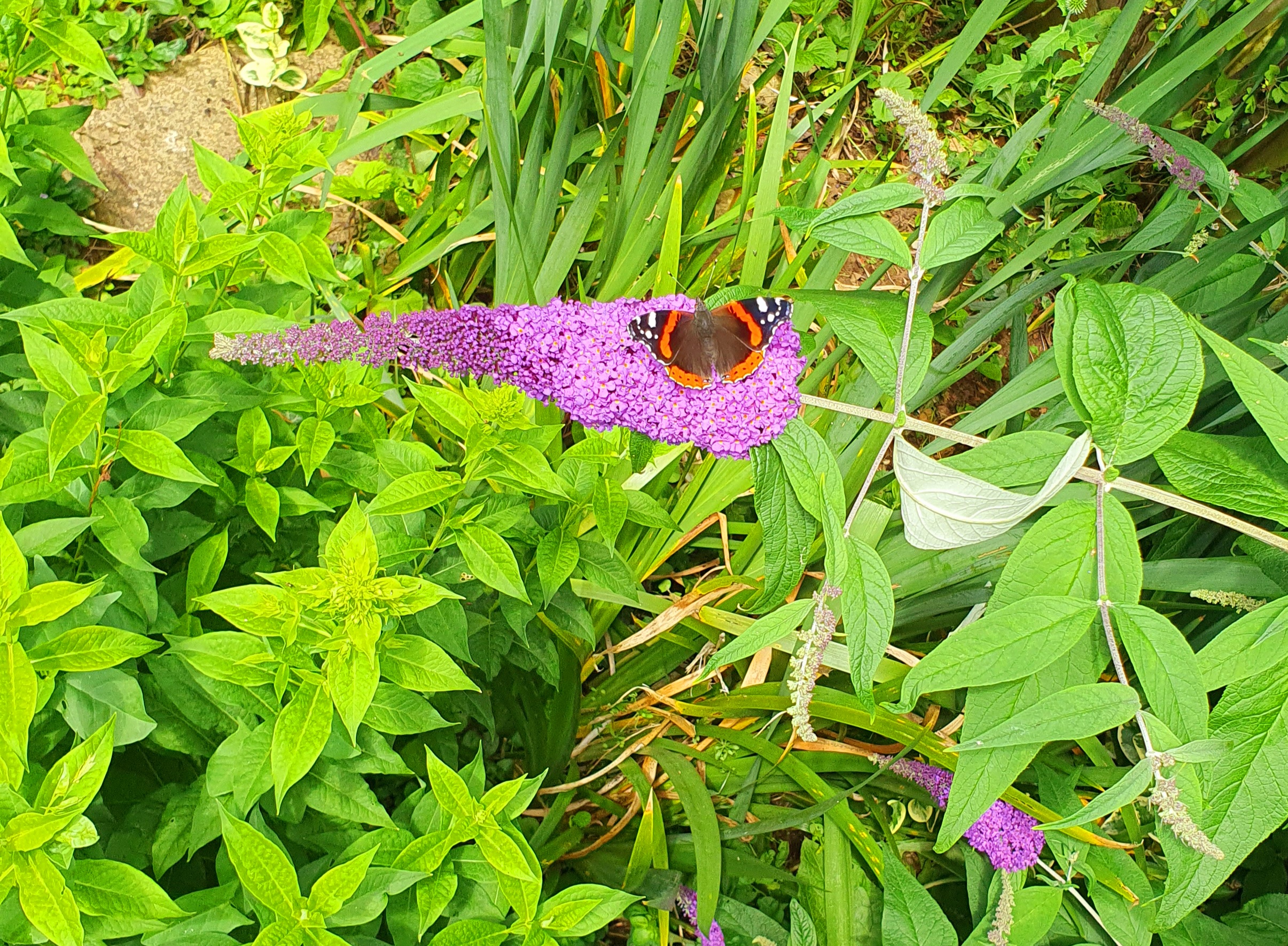 20230720 110601 — Postimages