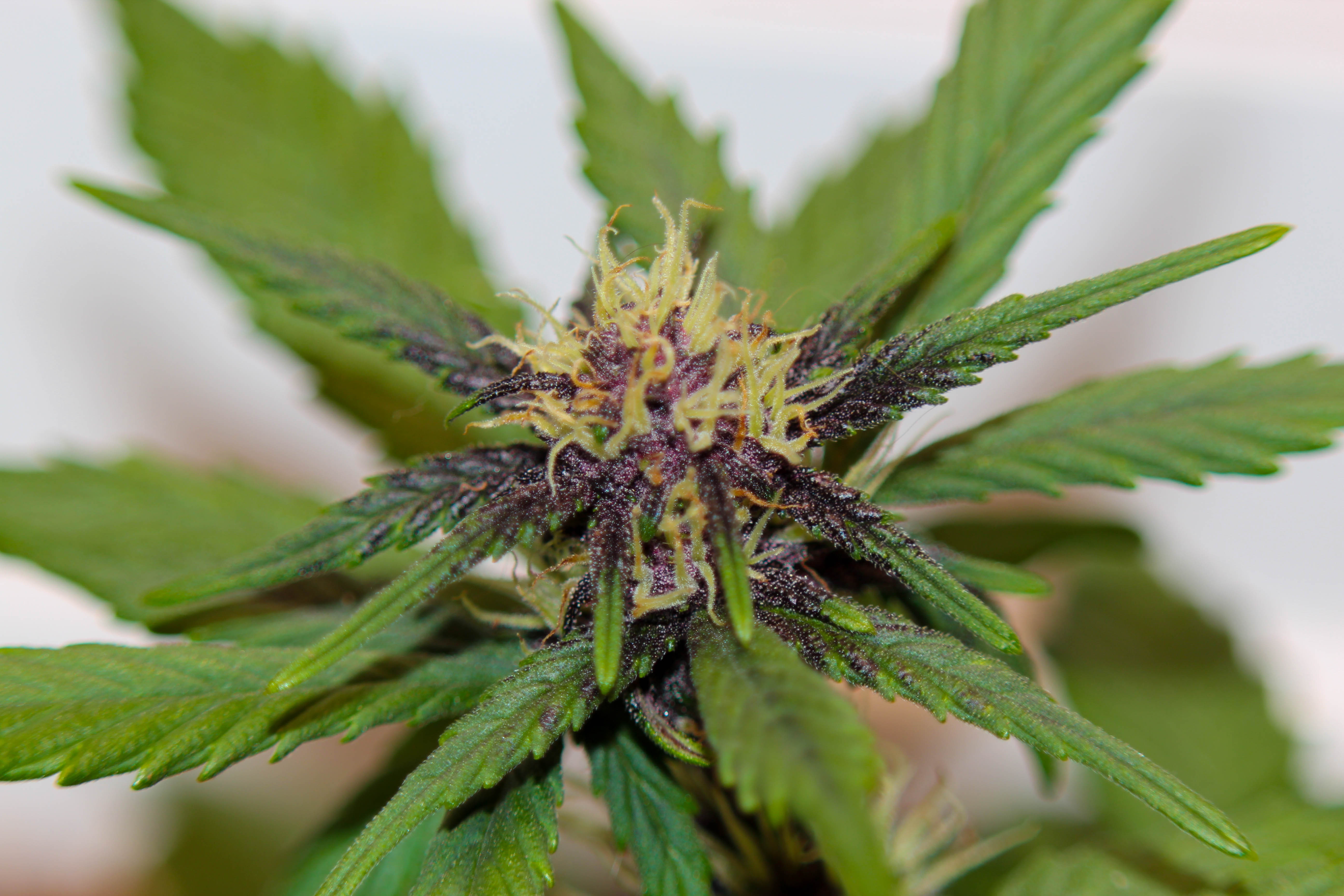 IMG 6657 — Postimages