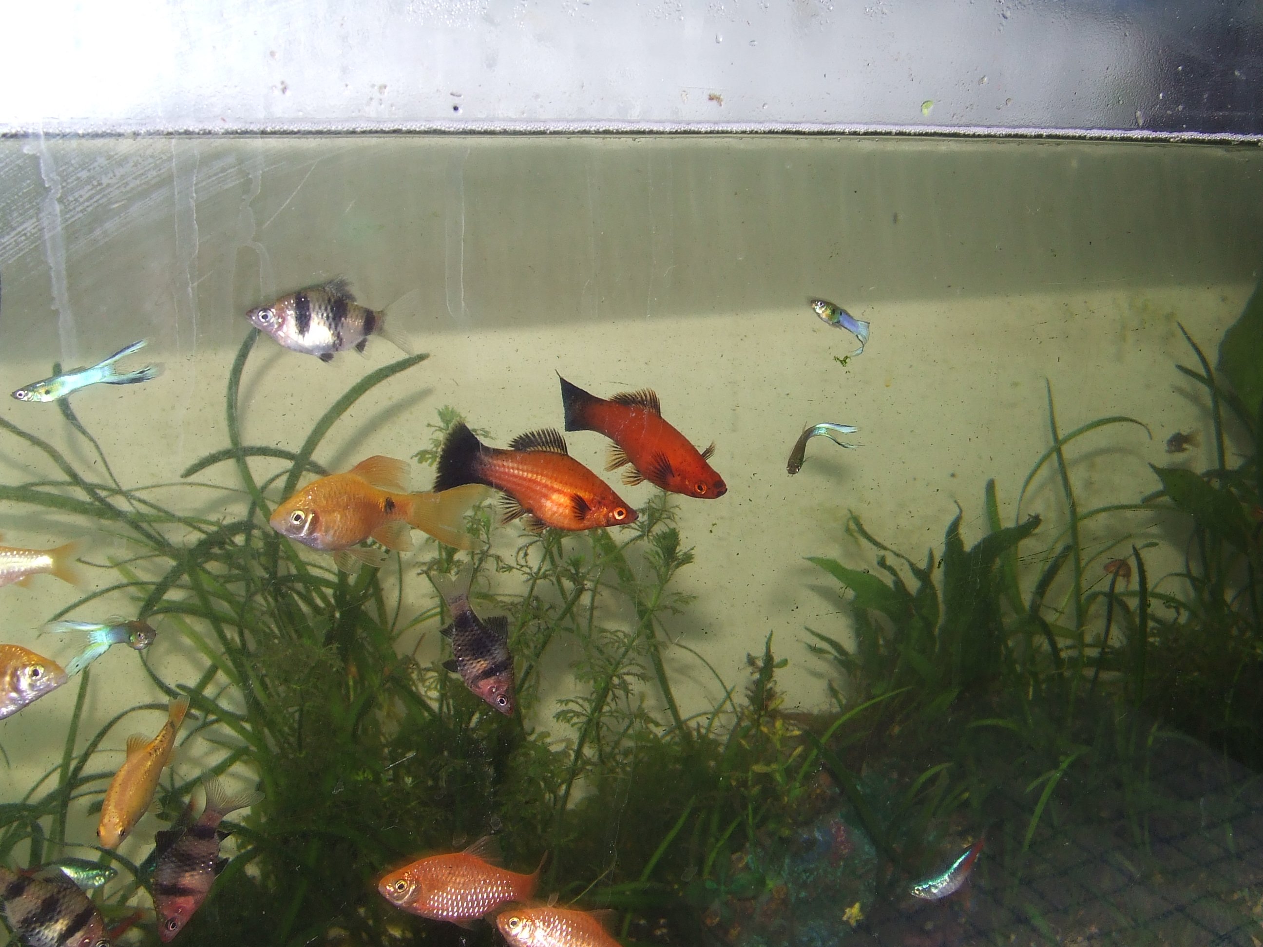 Algae — Postimages