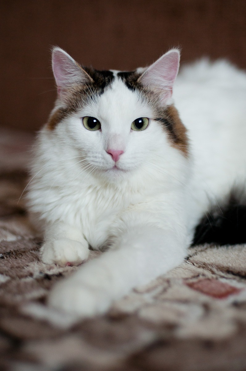 kot 356 — Postimages