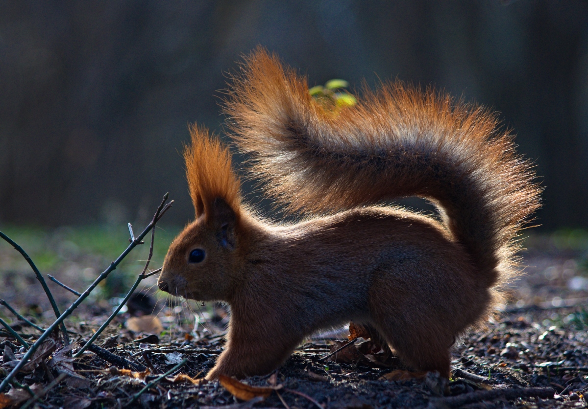 IMG 6735 Edited — Postimages