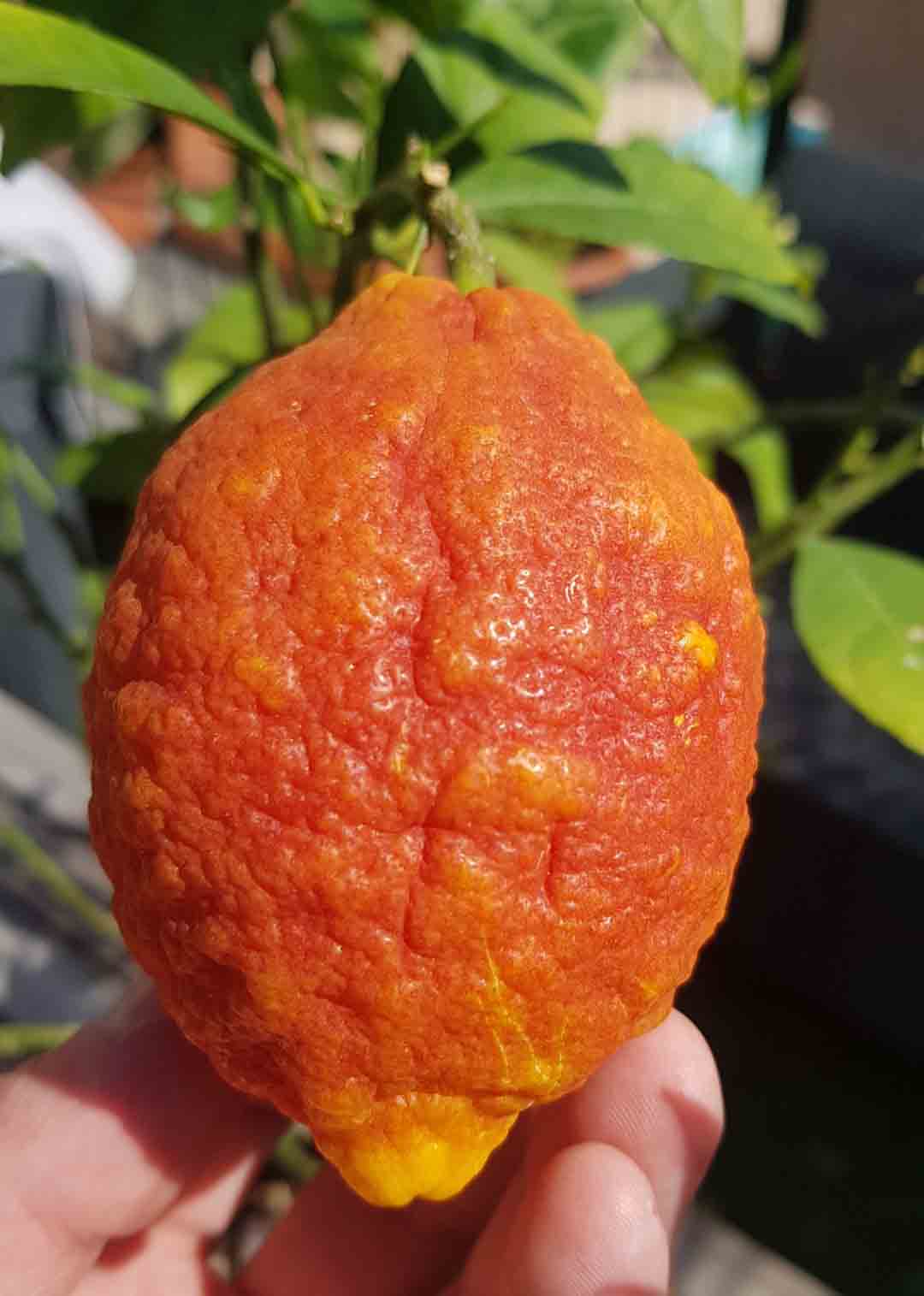 photo de citron rouge — Postimages